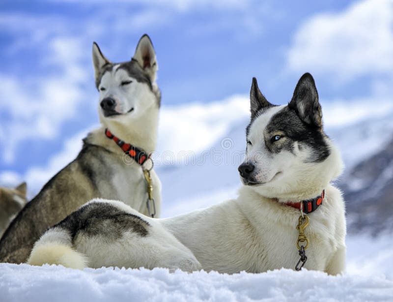 Husky dogs resting stock photo. Image of winter, dogsled - 46595518