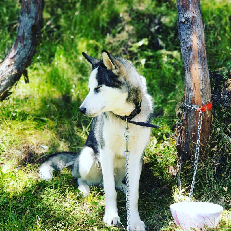 Husky dreaming in nature stock image. Image of beautiful - 171146471