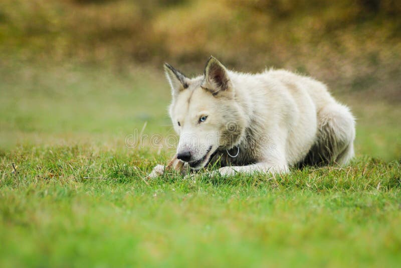 Husky Dog stock photo. Image of checkmate, ground, bone - 47253376