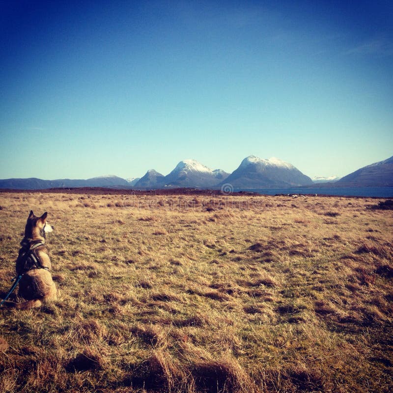 Husky enjoying scenery stock image. Image of watching - 70677891