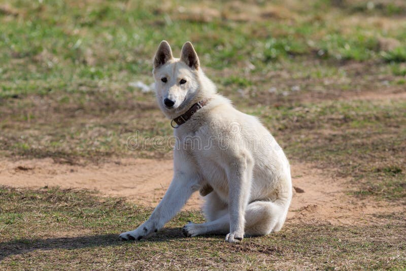 Husky on the Grass in Spring Stock Photo - Image of green, cute: 146609776