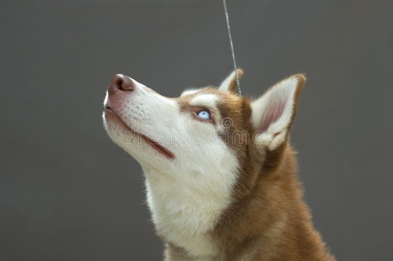 13,952 Husky Head Stock Photos - Free & Royalty-Free Stock Photos from ...