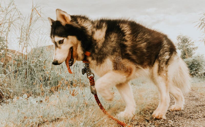 The Husky with Her Leg Pose Stock Photo - Image of journey, husky ...