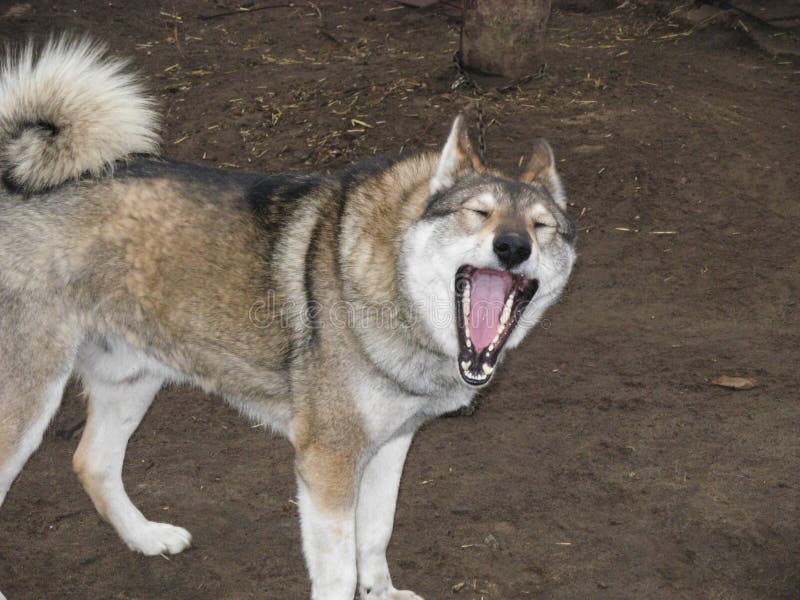 Husky stock photo. Image of wool, tail, yawn, beautiful - 48261416