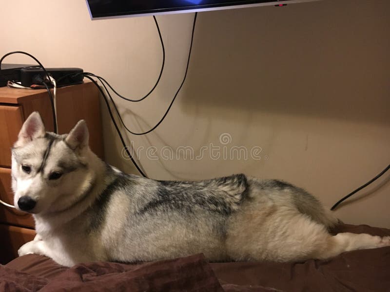 Husky at home stock photo. Image of fire, favorite, background - 166149226
