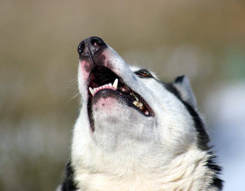 Husky Howl Picture. Image: 8178376