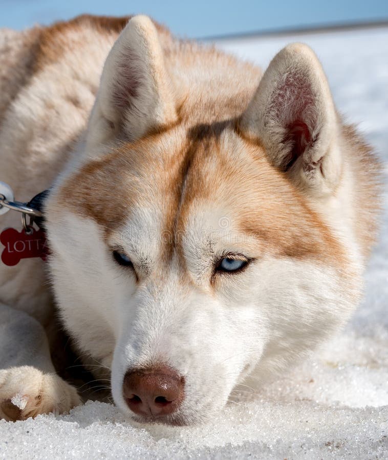 Dog sledding Husky running stock image. Image of laying - 84623709