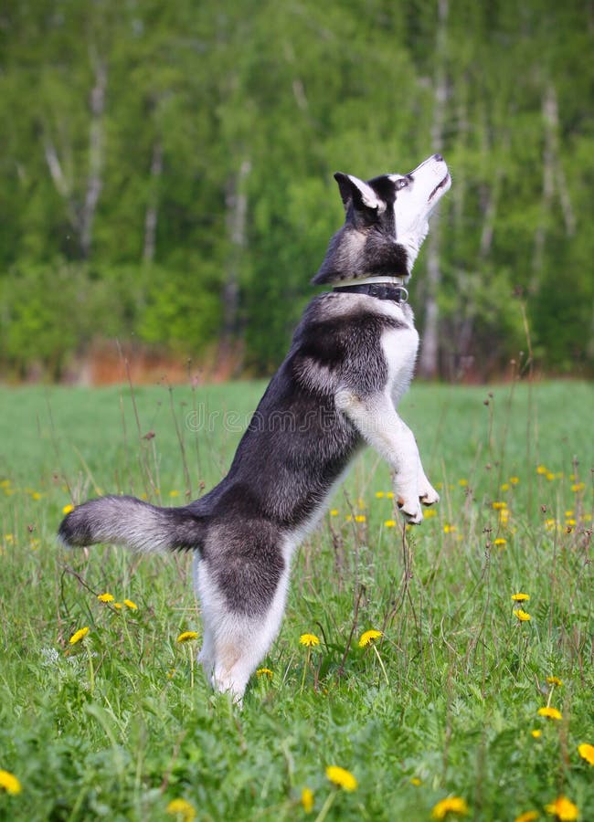 Husky jumps stock image. Image of excitement, jump, crazy - 14959809