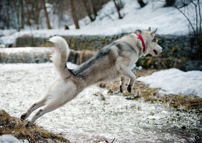 Husky jumps stock photo. Image of open, grass, playing - 38296894