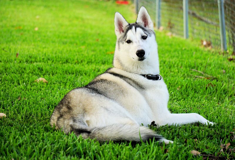 Husky stock photo. Image of husky, funny, tounge, ears - 90828240