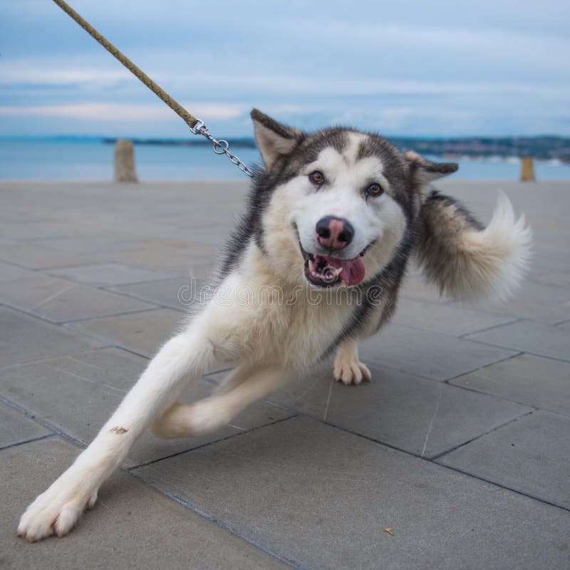 Howling Siberian husky stock photo. Image of competition - 18453850