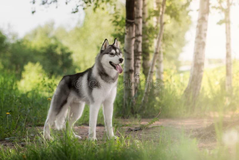 A husky look at me stock image. Image of furry, animal - 95665193