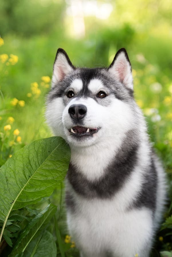 A husky look at me stock photo. Image of playful, pedigreed - 95665268