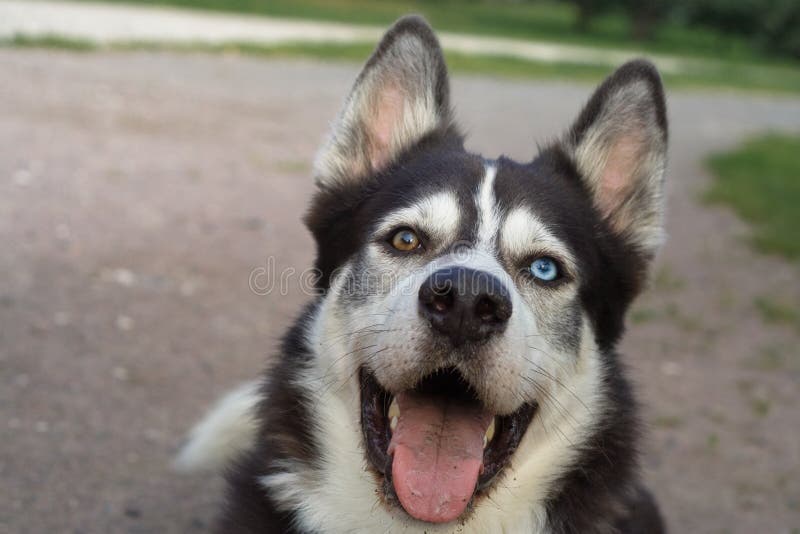 Husky look at you stock photo. Image of behavior, animal - 7715022