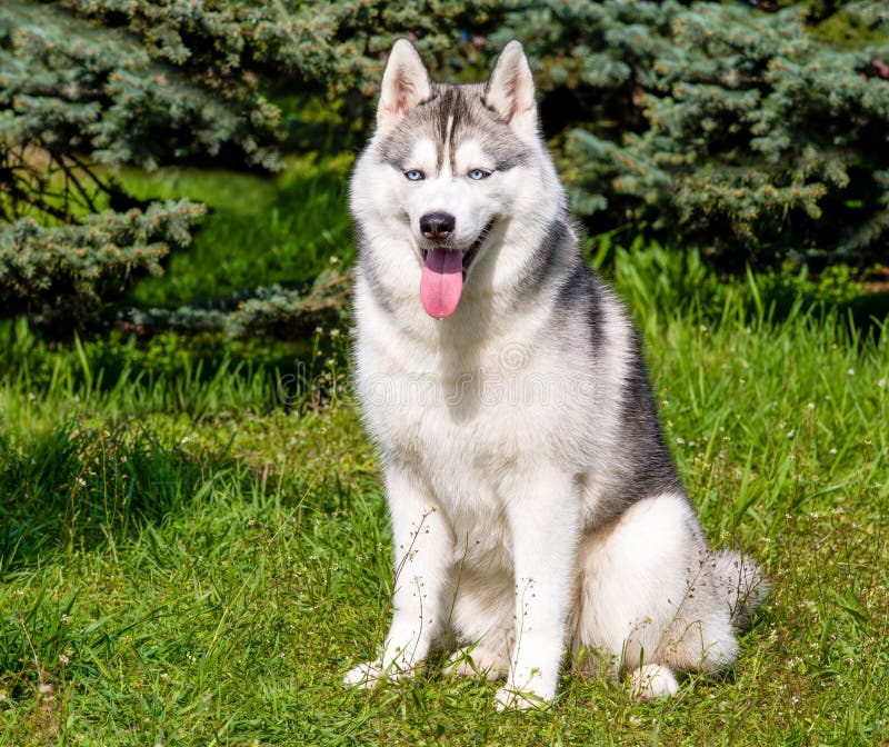 Husky Looks Ahead. the Husky is on the Green Grass. Stock Image - Image ...