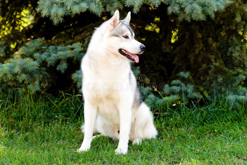 Husky looks left. stock image. Image of behaviors, mammal - 126126463