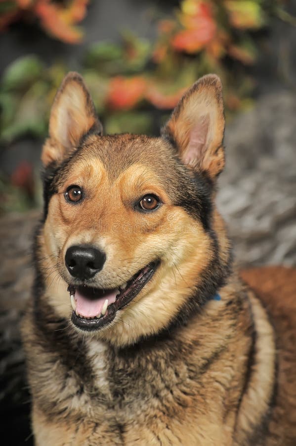Husky Mixed with a German Shepherd Stock Photo - Image of crossbreed ...