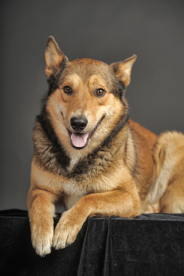 Husky Mixed with a German Shepherd Stock Photo - Image of adopt, animal ...