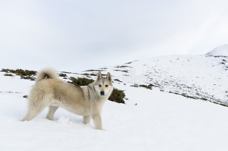 Husky in the mountain stock image. Image of playful, snow - 66369221