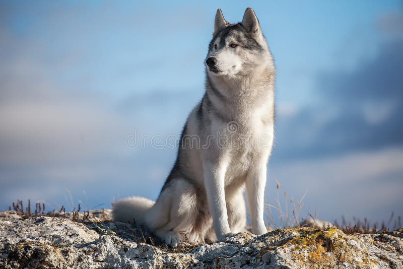 Husky in the mountains6 stock photo. Image of outdoors - 61480038