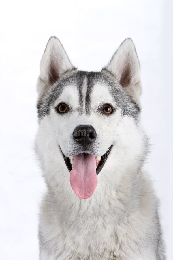 Husky stock image. Image of isolated, tongue, flash, portrait - 33086161