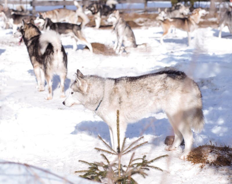 Husky Pack Outside in the Snow Stock Illustration - Illustration of ...