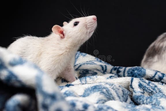 Husky pet rat stock photo. Image of dumbo, fluffy, copy - 321979992
