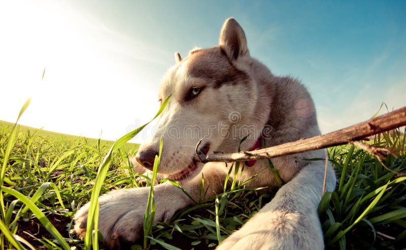 Husky play stock image. Image of funny, eyes, dogs, field - 28015599