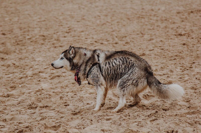 Husky Poops on the Shore. the Dog Defecates on the Sand. Stock Image ...