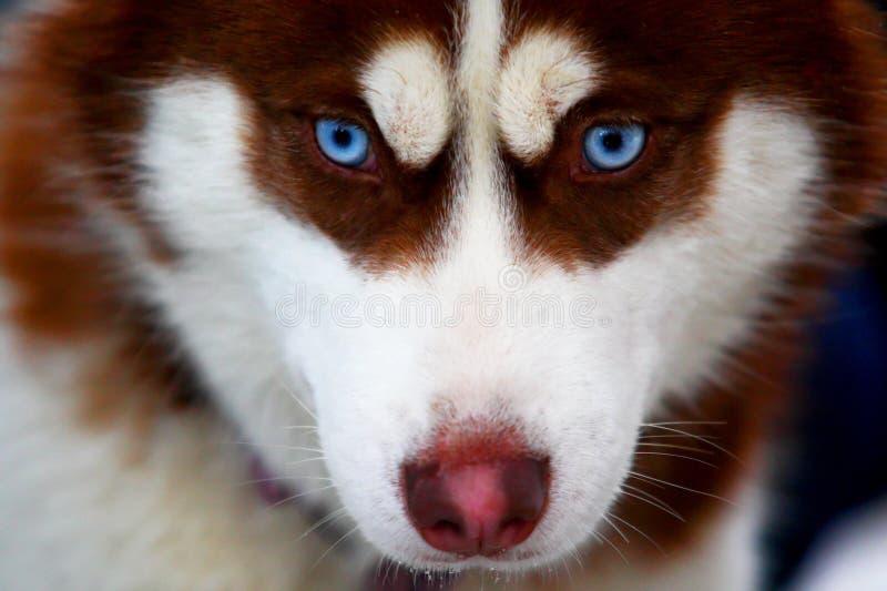 Husky portrait stock photo. Image of wolf, color, winter - 28803294