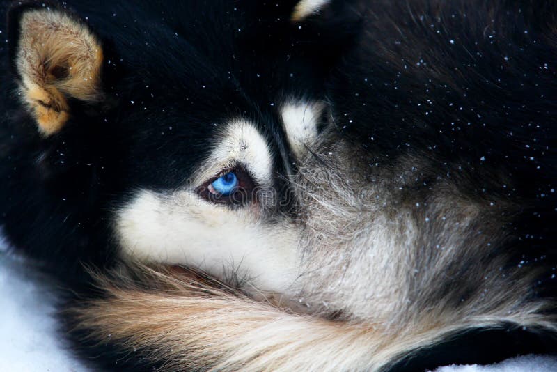 Husky portrait stock photo. Image of winter, siberian - 28803308