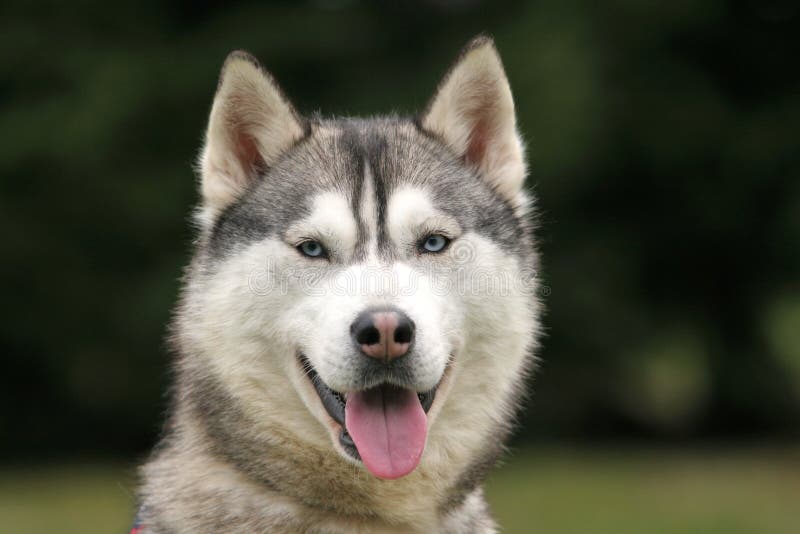 Husky portrait stock image. Image of interested, nature - 695667