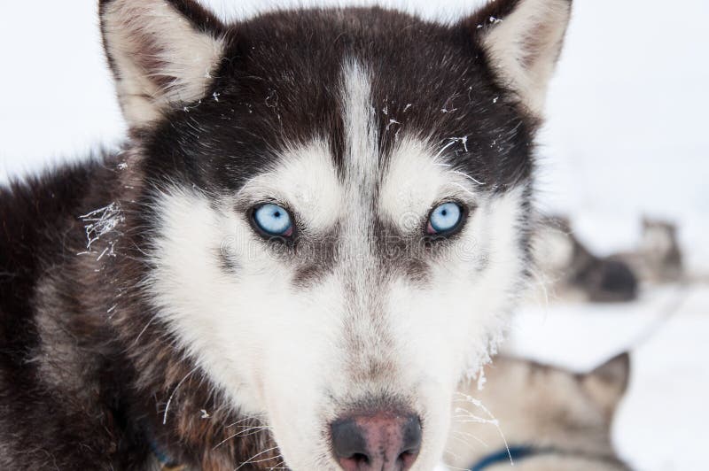Husky portrait stock photo. Image of closeup, animal - 50028106