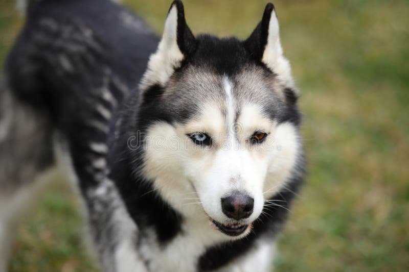 Husky Portrait, Dog Pet Face, Outdoor Stock Photo - Image of eyes ...