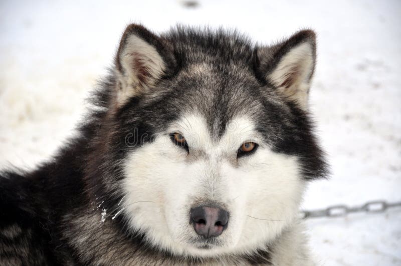 Husky portrait stock image. Image of canine, look, nature - 65119745