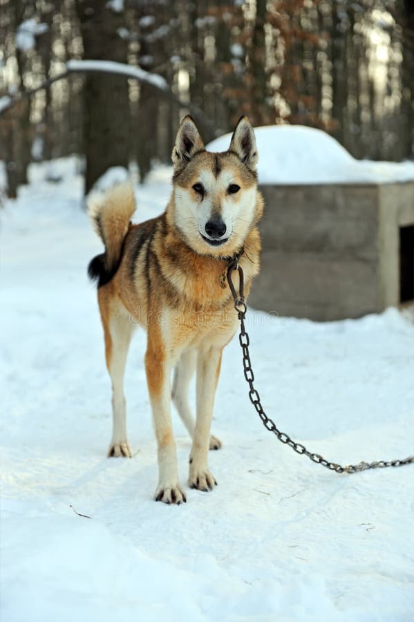 Husky stock image. Image of siberian, agriculture, animals - 36446707