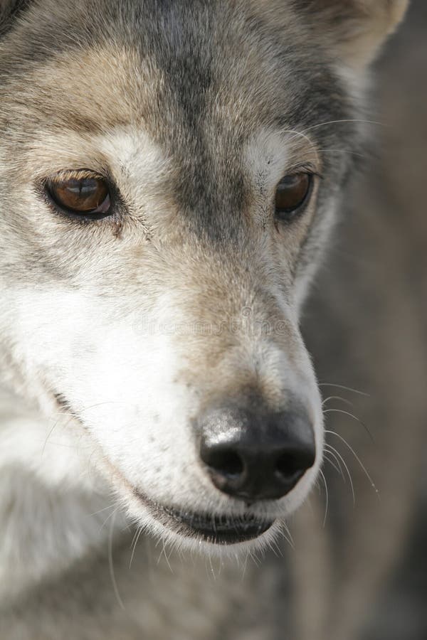 Husky portrait stock image. Image of coat, mammal, face - 67273191