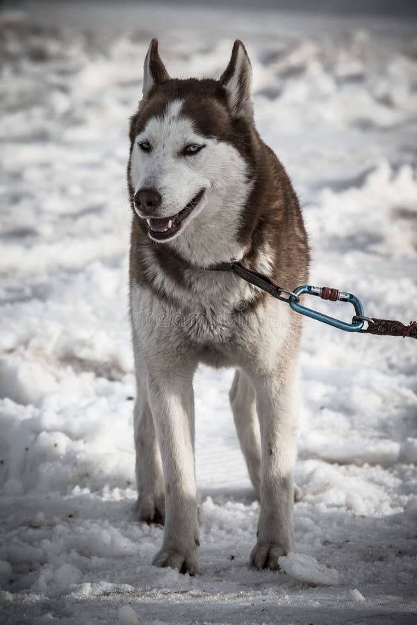 Husky portrait stock image. Image of ears, outside, breed - 47556433