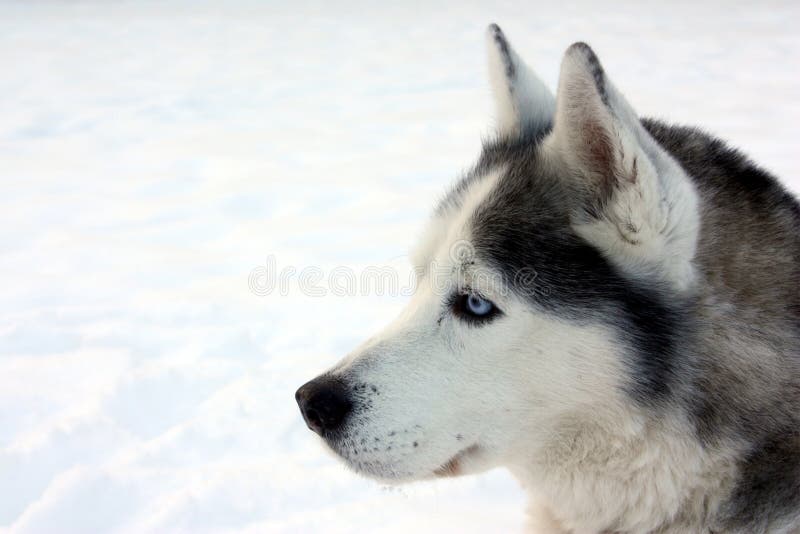 Husky Profile stock photo. Image of veterinary, sled - 23077692