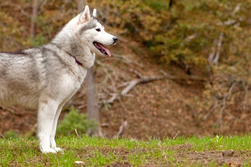 Husky profile stock photo. Image of breed, face, canniness - 25156374