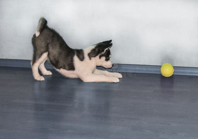 Husky puppet stock photo. Image of black, ball, friendship - 146585956