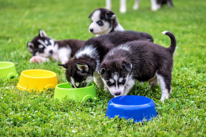 Husky Puppies Eating on the Grass Stock Photo - Image of five, doggy ...
