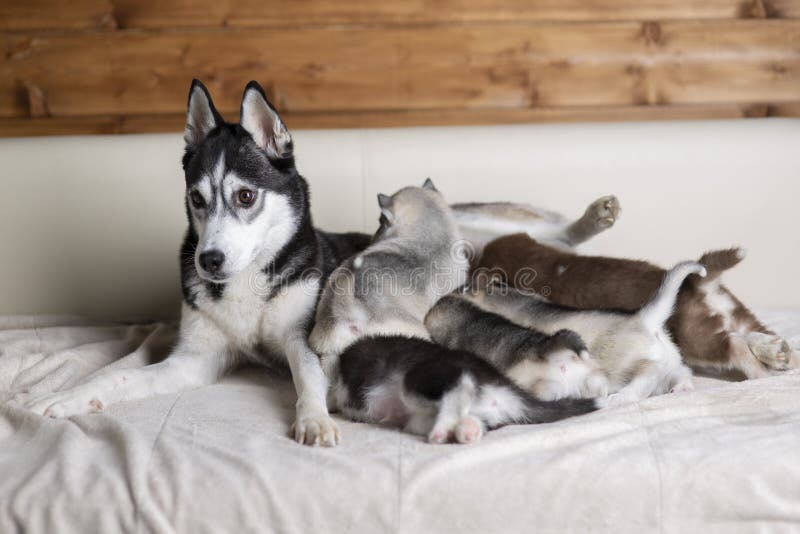 Husky puppies with mom stock image. Image of sleep, sleepy - 172239447
