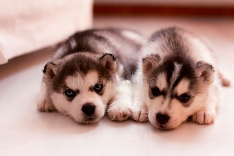 Husky Puppies. Two Little Dog Puppies Stock Photo - Image of pretty ...