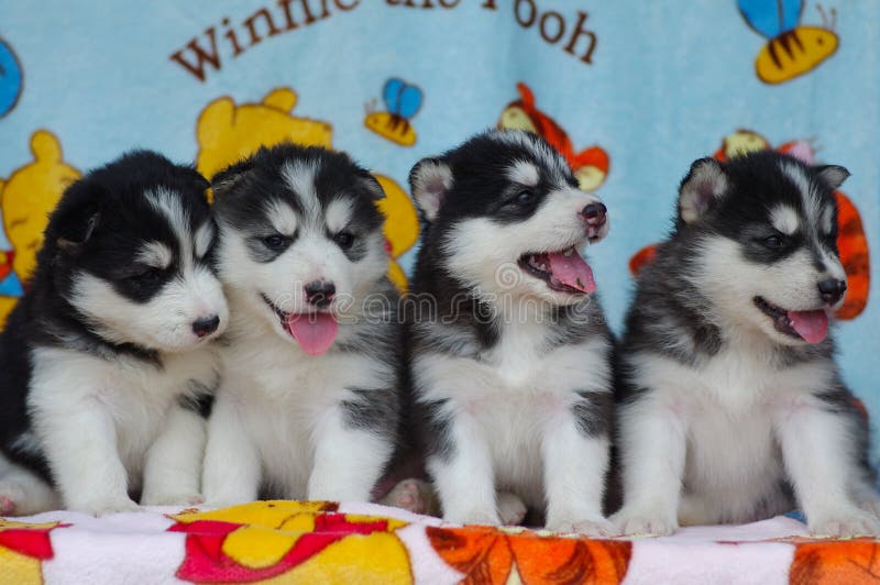 Four husky puppies stock image. Image of puppy, dots, purebred - 1102757