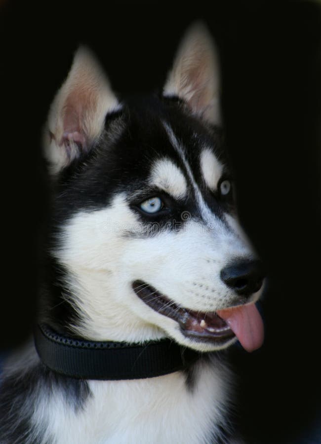 Husky Puppy stock photo. Image of eyes, blue, puppy, tongue - 823096