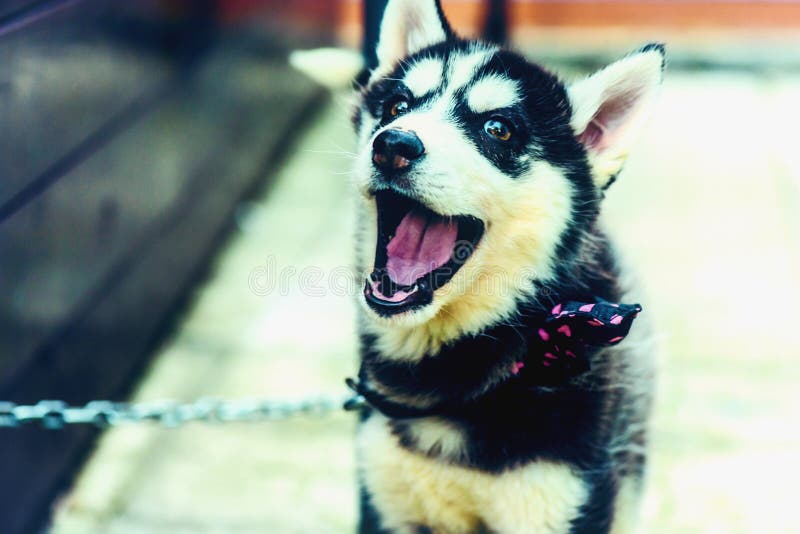 Angry Dog Husky Shows Teeth Stock Photo - Image of growls, format ...