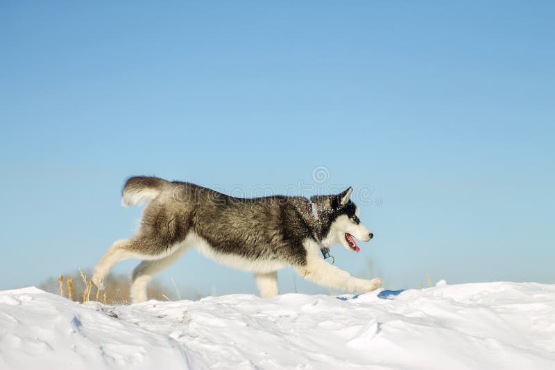 Husky Puppy Fun Running on the Snow Drifts Stock Photo - Image of puppy ...