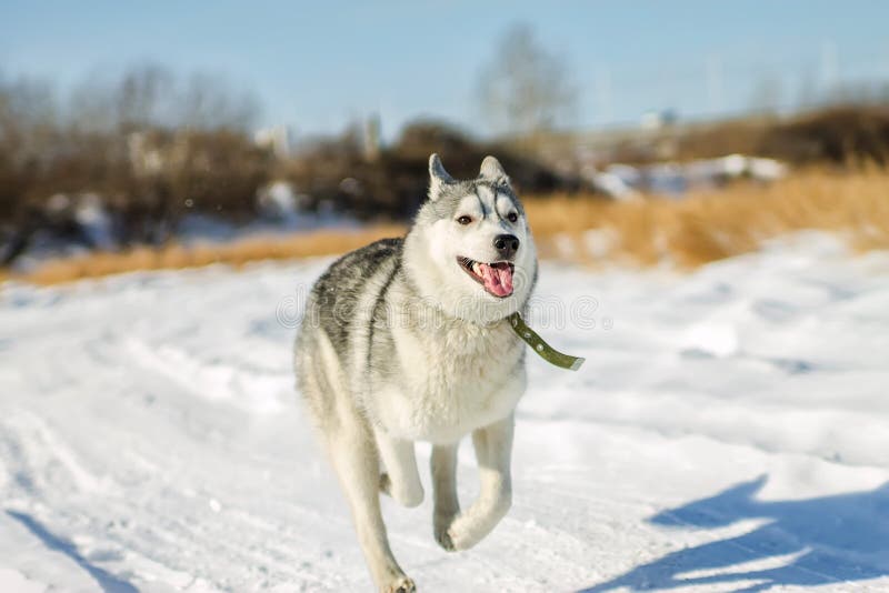 Husky Puppy Fun Running on the Snow Drifts Stock Photo - Image of ...