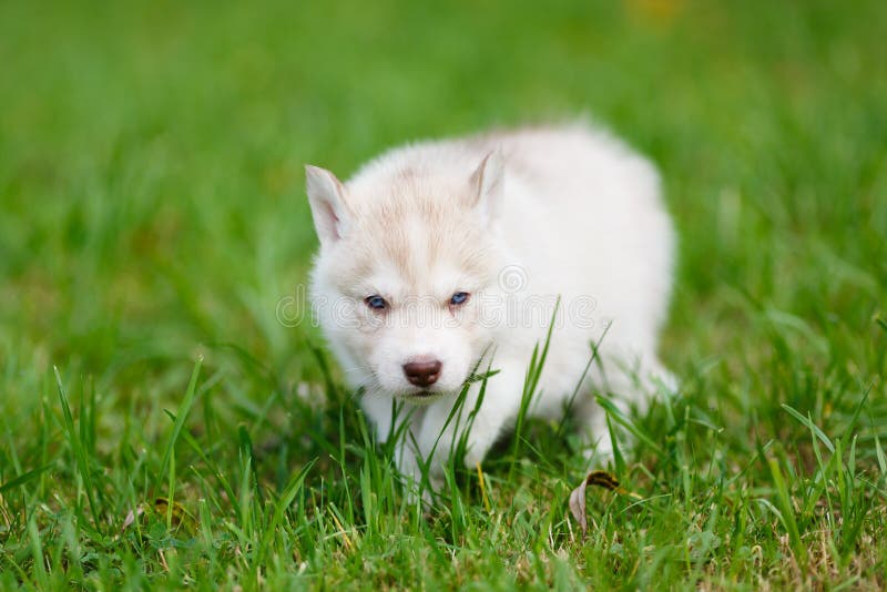 Husky Puppy on a Green Grass Stock Image - Image of pedigree, mammal ...